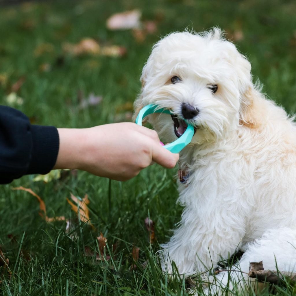 Love Your Pets. Spoil Your Pets. - BELLO Mag